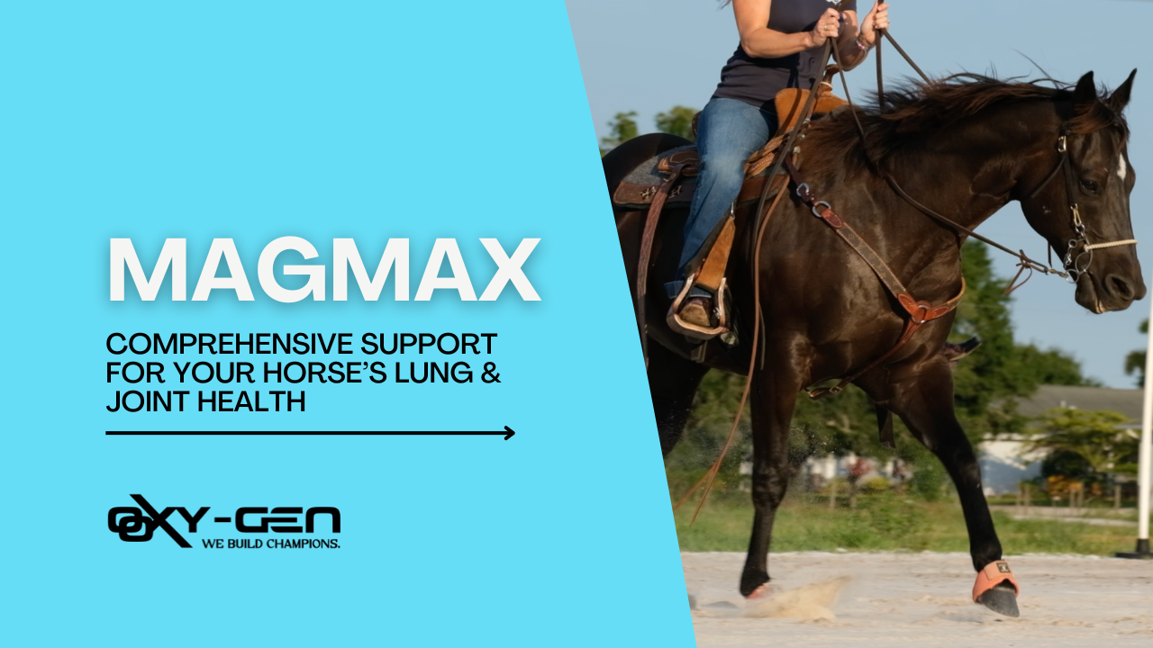 Boost Your Horse's Health with MagMax: Our #1 Supplement – Oxy-Gen Equine